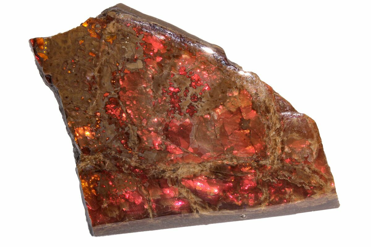 1.5" Iridescent Ammolite (Fossil Ammonite Shell) - Alberta, Canada ...