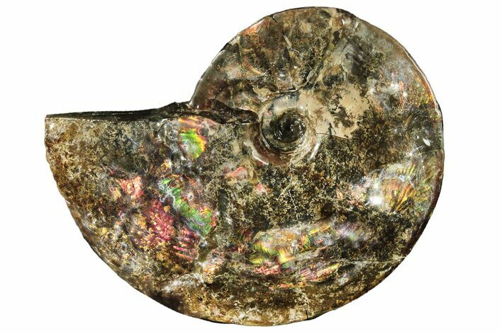 5.05" Iridescent Ammolite (Fossil Ammonite Shell) - Canada (#222713 ...