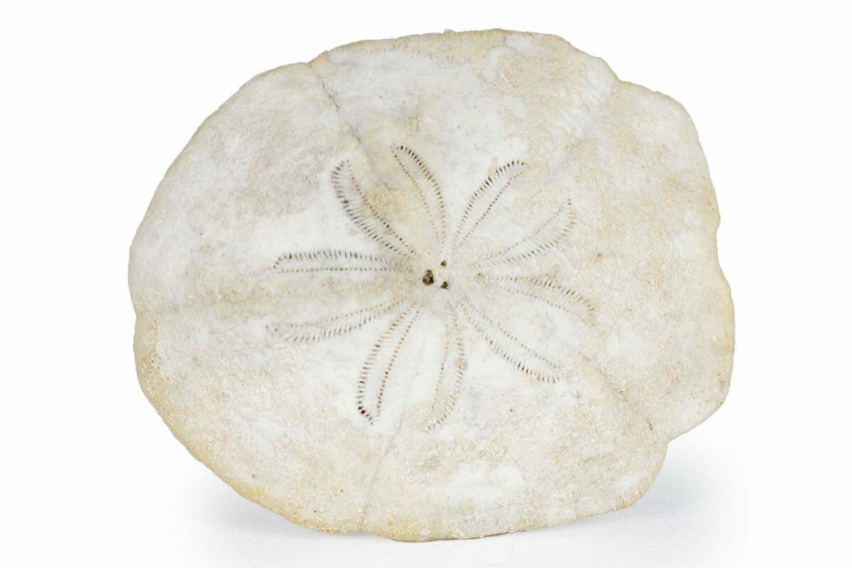 1.4" Miocene Echinoid (Monostychia) Fossil - Australia (#218248) For ...