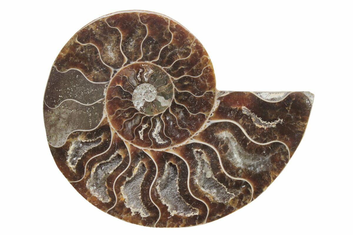 4" Cut & Polished Ammonite Fossil (Half) - Madagascar (#223188) For ...