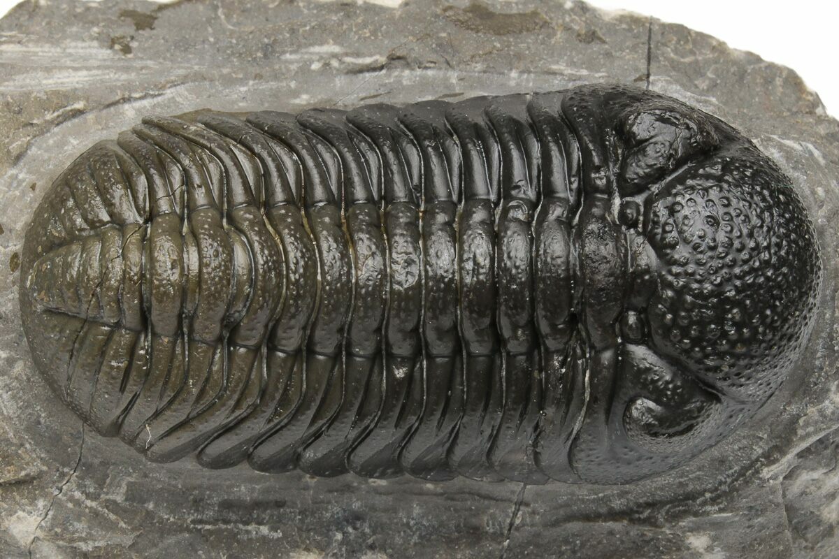 2.25" Detailed Morocops Trilobite - Ofaten, Morocco (#223372) For Sale ...