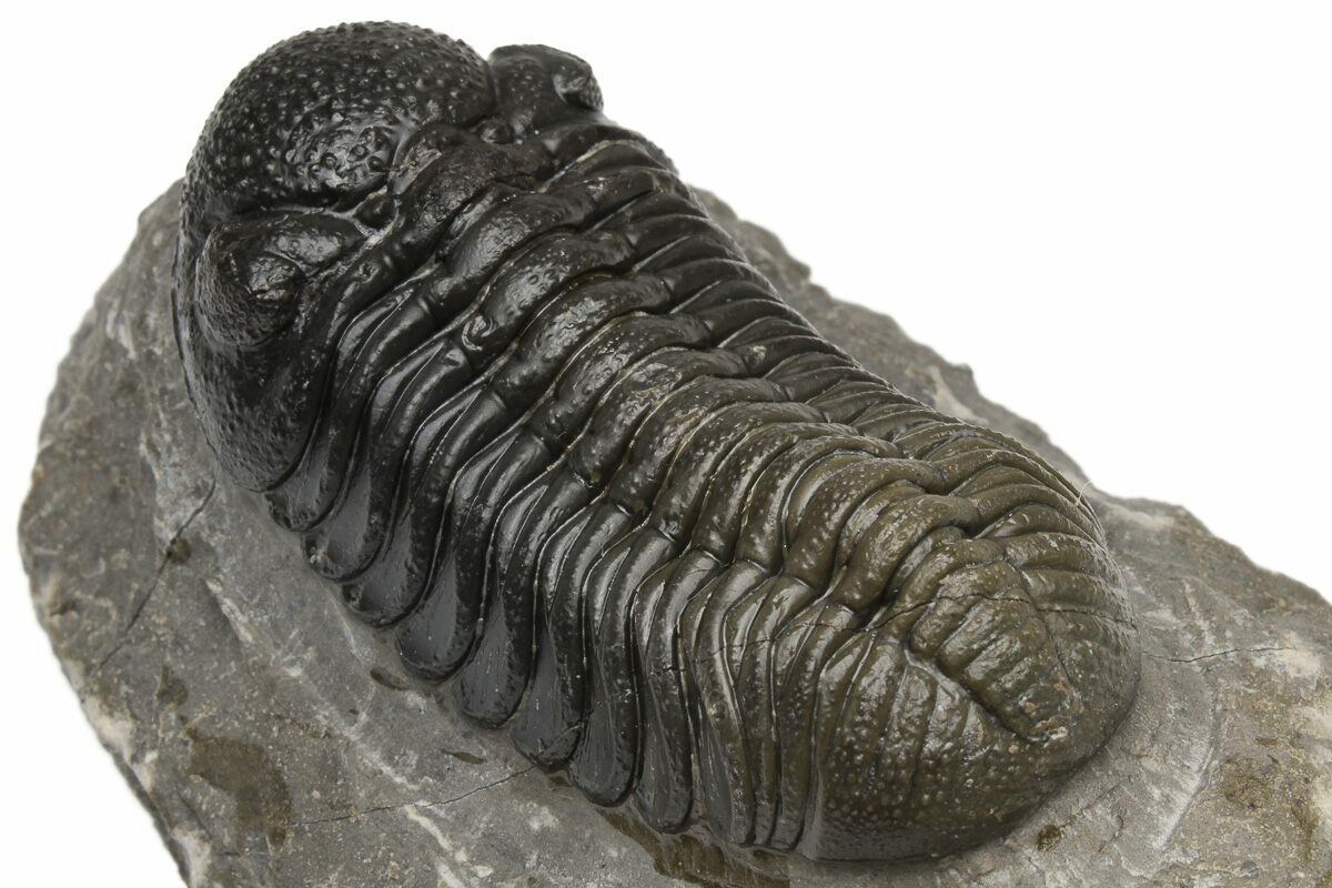 2.25" Detailed Morocops Trilobite - Ofaten, Morocco (#223372) For Sale ...
