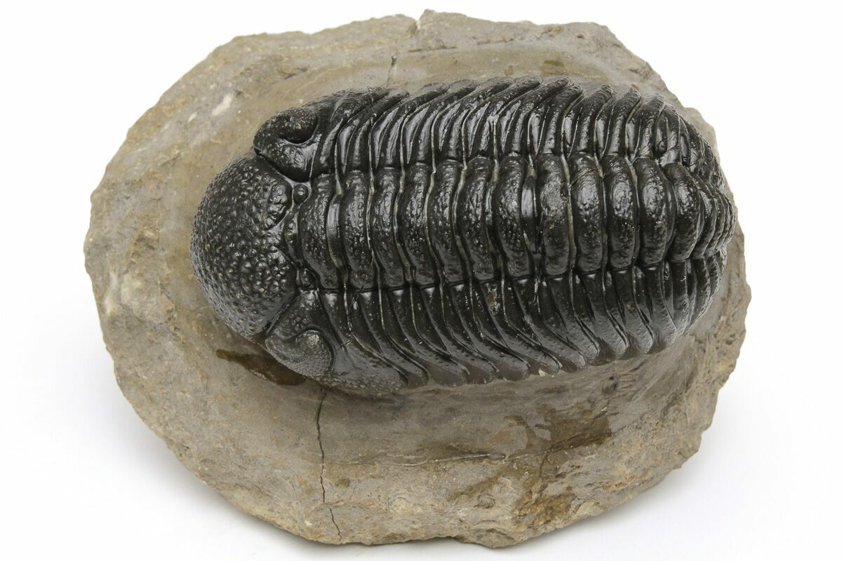 2.3" Detailed Morocops Trilobite - Ofaten, Morocco (#223381) For Sale ...