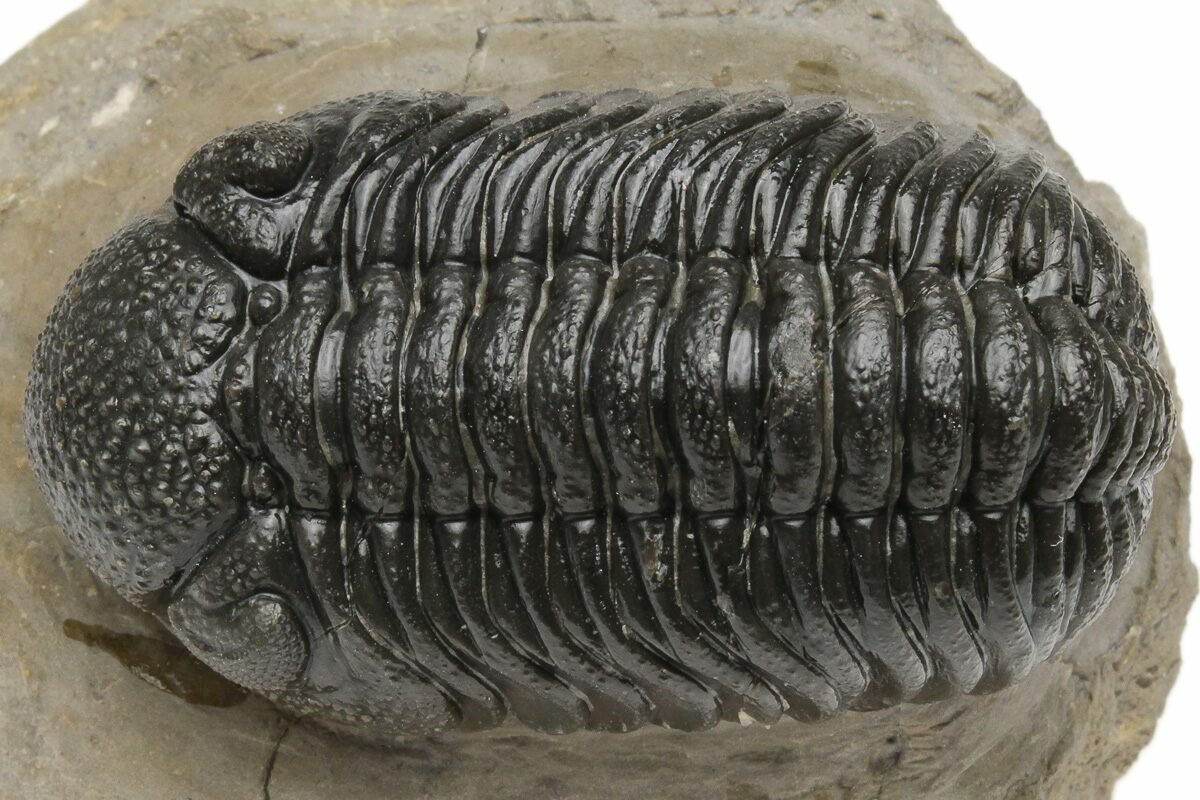 2.3" Detailed Morocops Trilobite - Ofaten, Morocco (#223381) For Sale ...