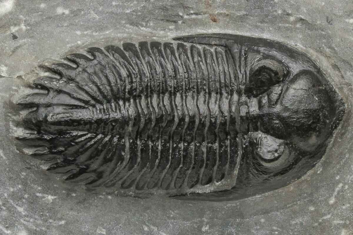 2.6" Hollardops Trilobite - Preserved Eye Facets (#223651) For Sale ...
