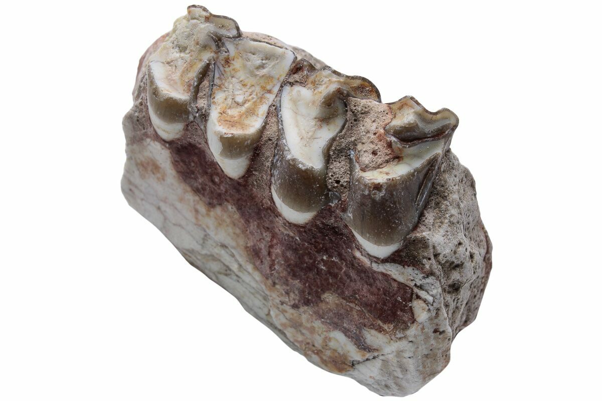 1.6" Oreodont (Merycoidodon) Jaw Section - South Dakota (#223589) For ...