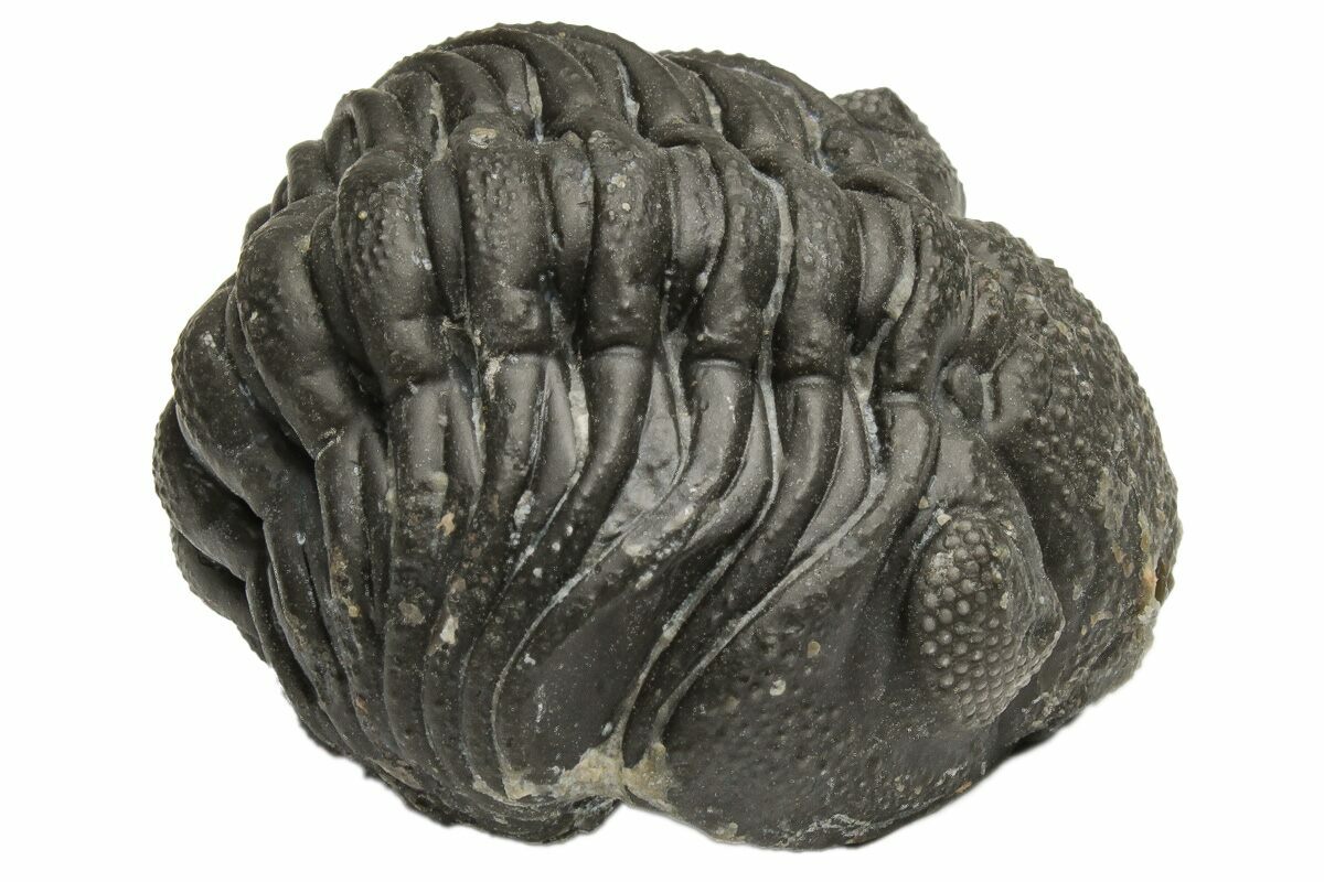 1.05" Wide, Enrolled Morocops Trilobite - Morocco (#224030) For Sale ...