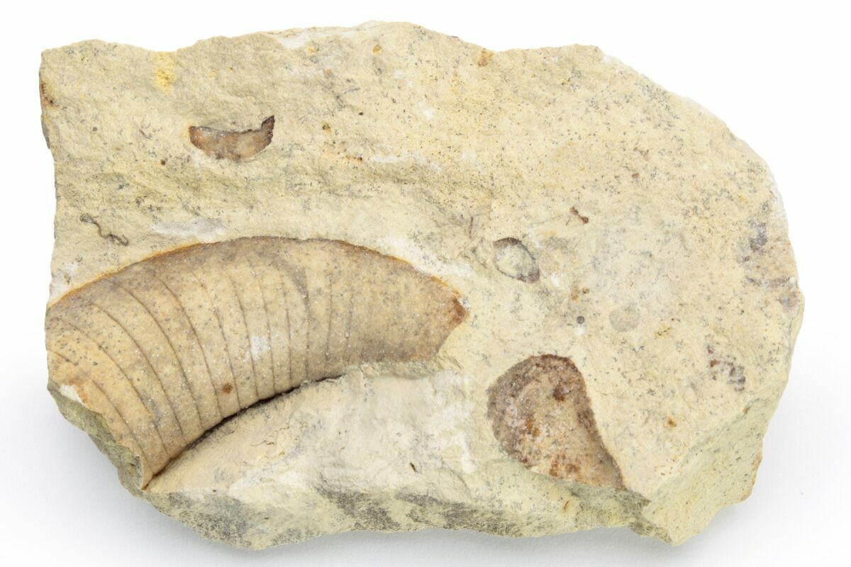 1.35" Ordovician Oncoceratid (Beloitoceras) Fossil - Wisconsin (#224359 ...