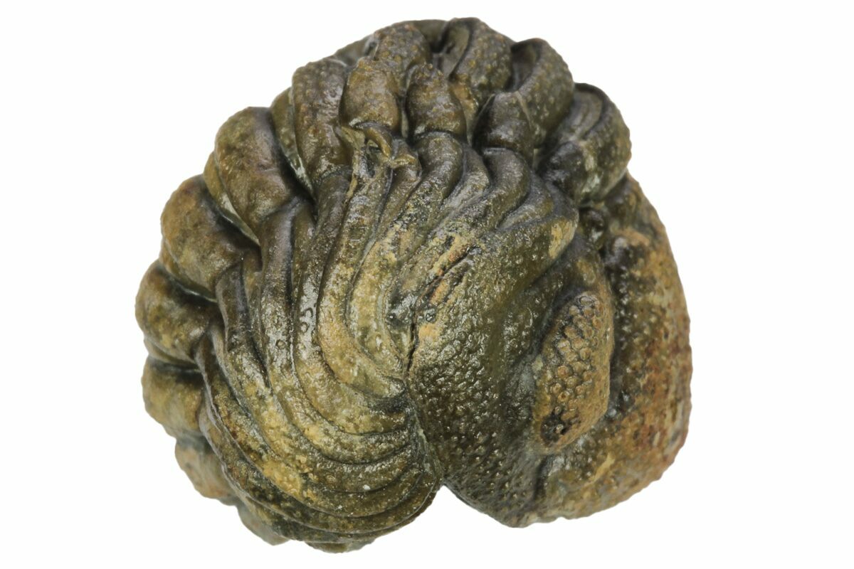 1" Wide, Enrolled Morocops Trilobite - Morocco (#224328) For Sale ...