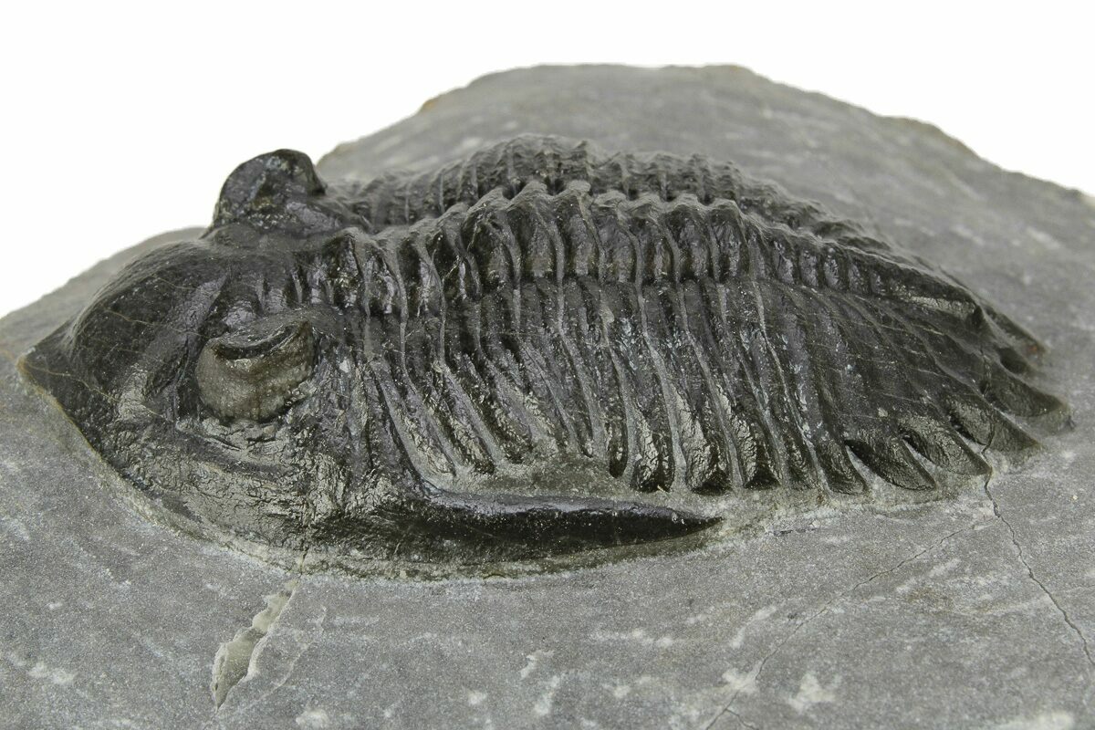 2" Hollardops Trilobite - Preserved Eye Facets (#223707) For Sale ...