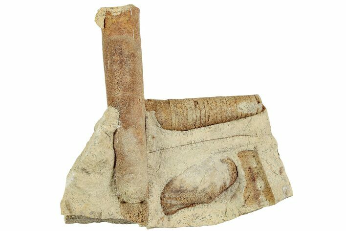 1.95" Ordovician Cephalopod (Proteoceras) Fossil - Wisconsin (#224858 ...