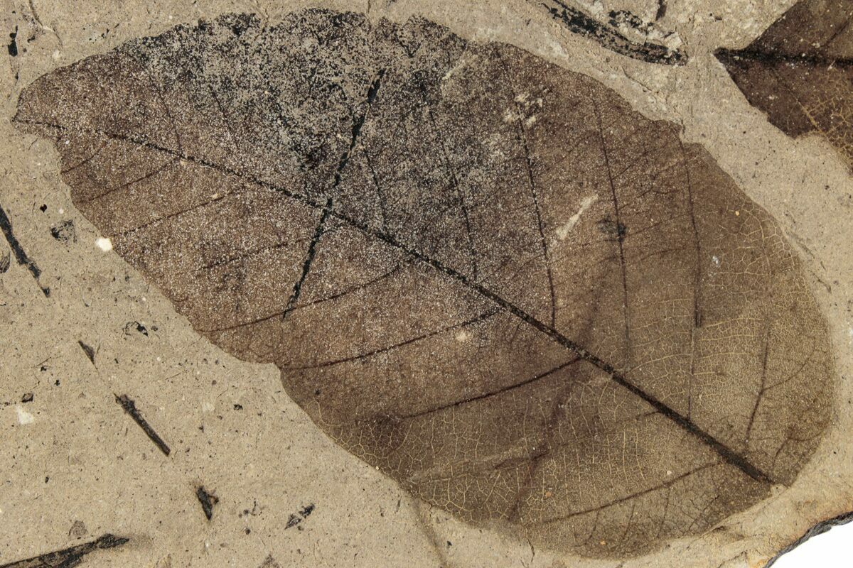 2.7" Fossil Leaf (Fagus) - McAbee Fossil Beds, BC (#224913) For Sale ...