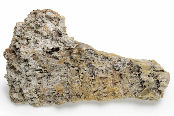 5.35" Agatized Fossil Coral - Florida (#225128) For Sale - FossilEra.com