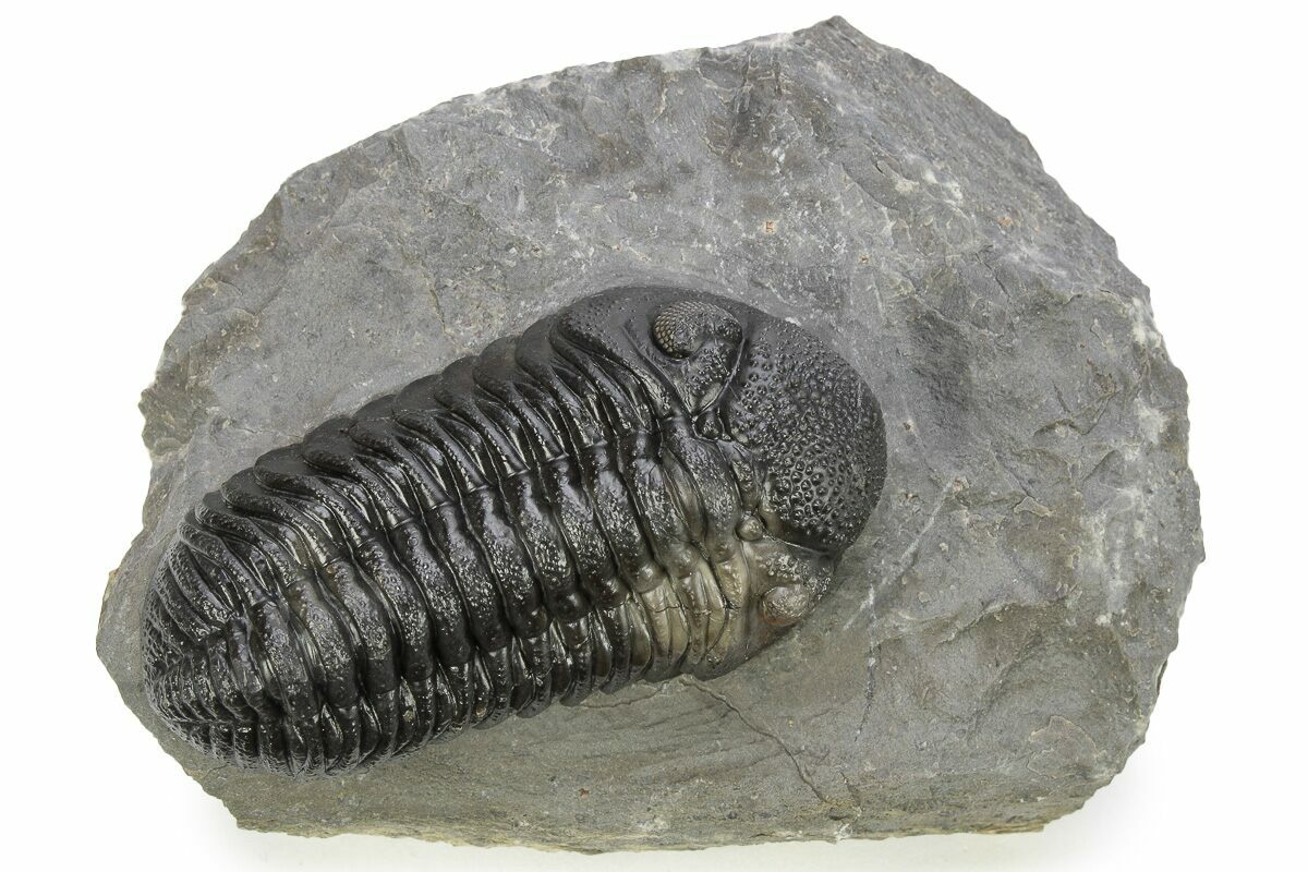 2.6" Detailed Morocops Trilobite - Ofaten, Morocco (#224940) For Sale ...