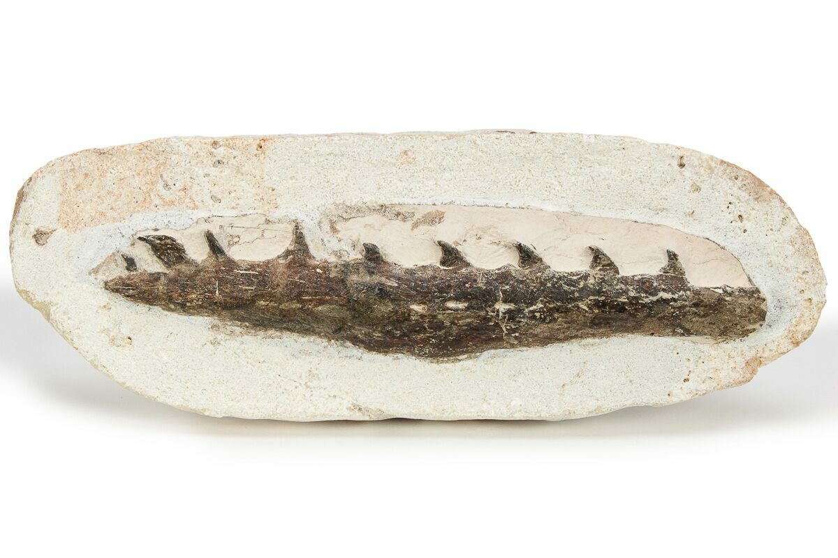 9.1" Fossil Mosasaur (Tethysaurus) Jaw Section - Asfla, Morocco ...