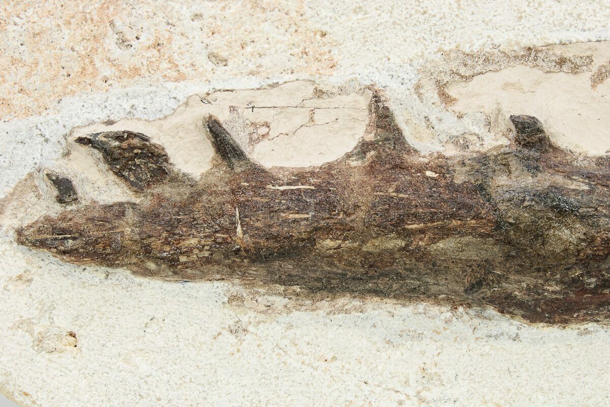 9.1" Fossil Mosasaur (Tethysaurus) Jaw Section - Asfla, Morocco ...