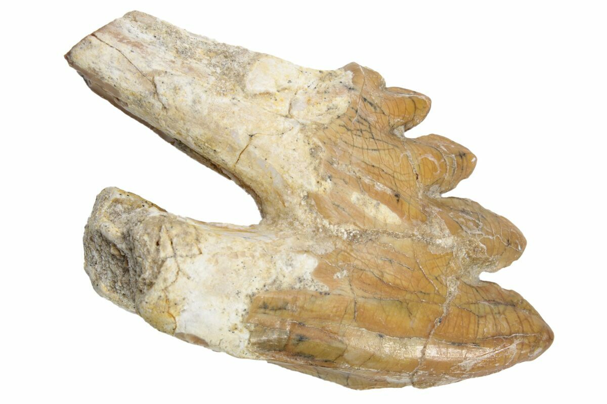 2.8" Fossil Primitive Whale (Basilosaur) Molar - Morocco (#225360) For ...