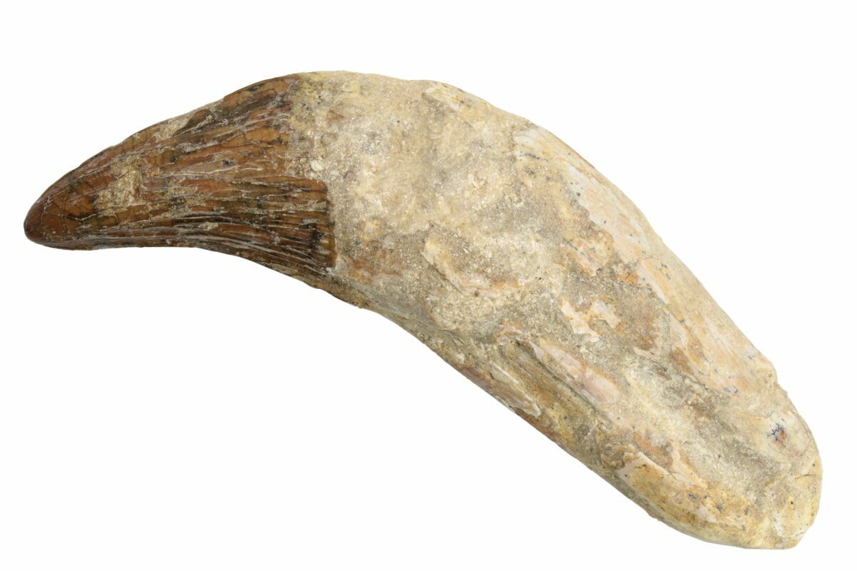 5.8" Fossil Primitive Whale (Pappocetus) Incisor Tooth - Morocco ...