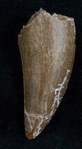 Dinosaur Teeth For Sale - FossilEra.com
