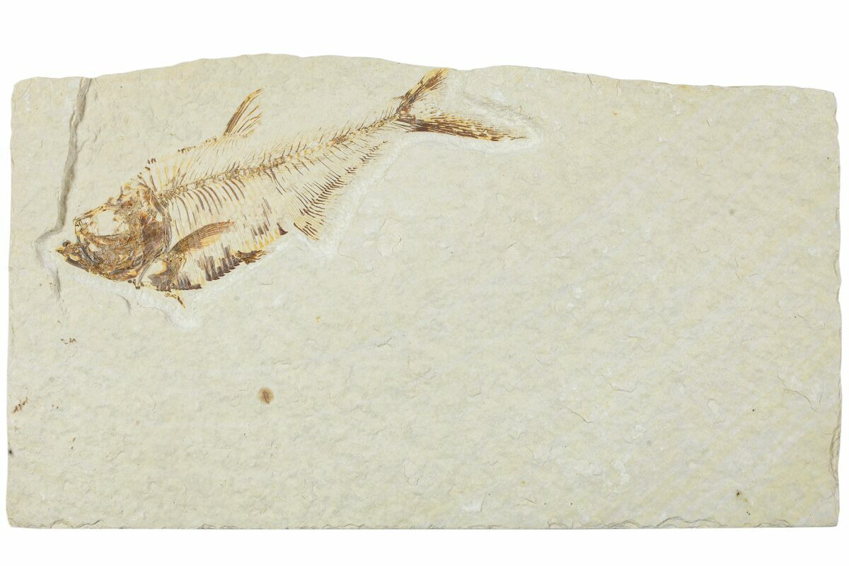 4" Fossil Fish (Diplomystus) - Green River Formation (#224685) For Sale ...