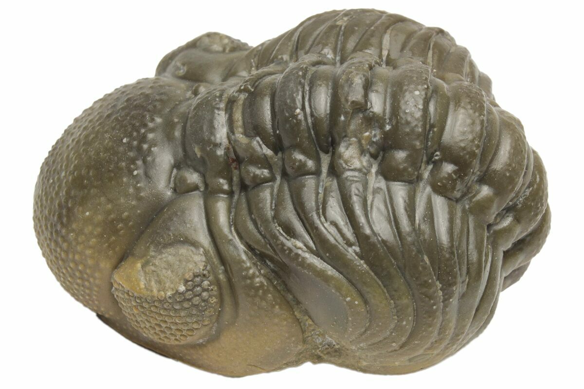 .9" Wide, Curled Austerops Trilobite - Morocco (#224225) For Sale ...