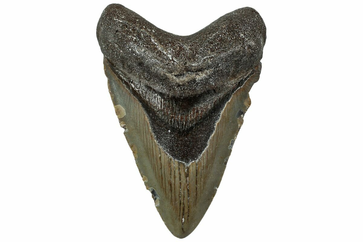 3.68" Fossil Megalodon Tooth - North Carolina (#219417) For Sale ...