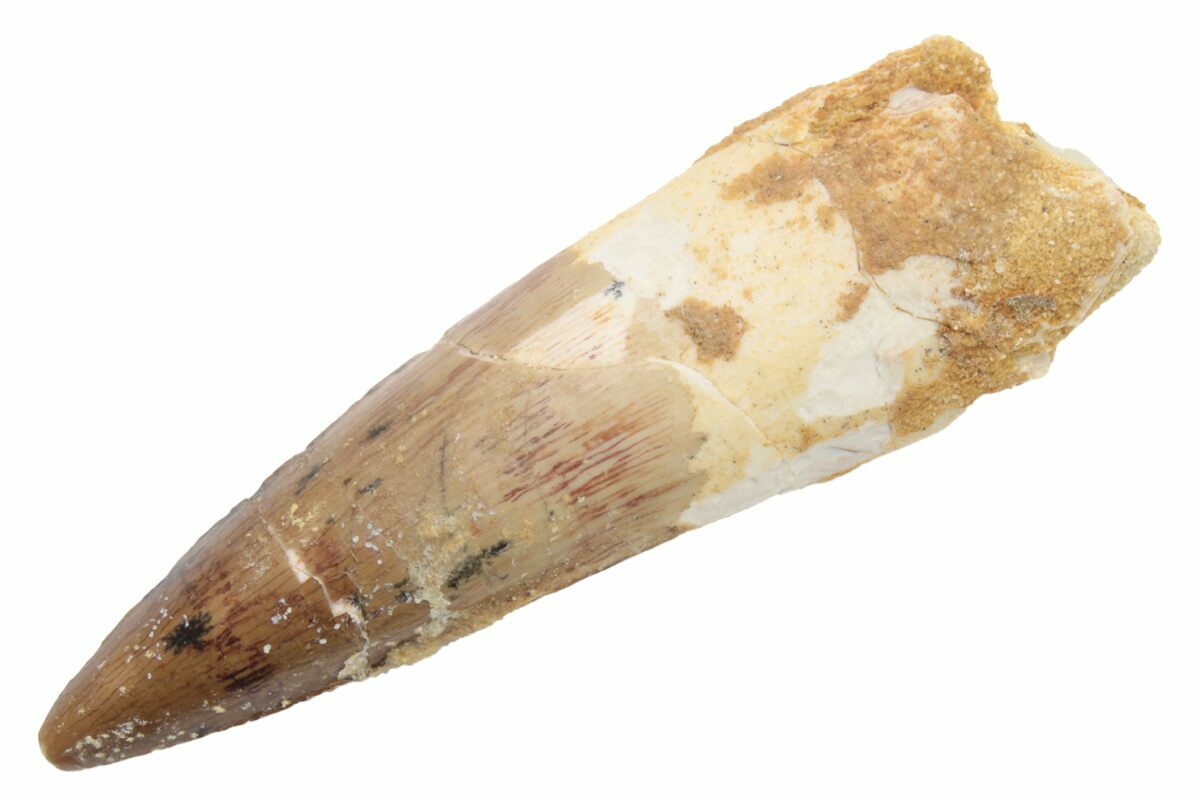2.26" Fossil Spinosaurus Tooth - Real Dinosaur Tooth (#225547) For Sale ...