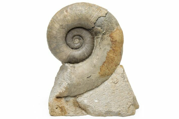 8.2" Jurassic Ammonite (Lytoceras) - Fresney, France (#225759) For Sale ...