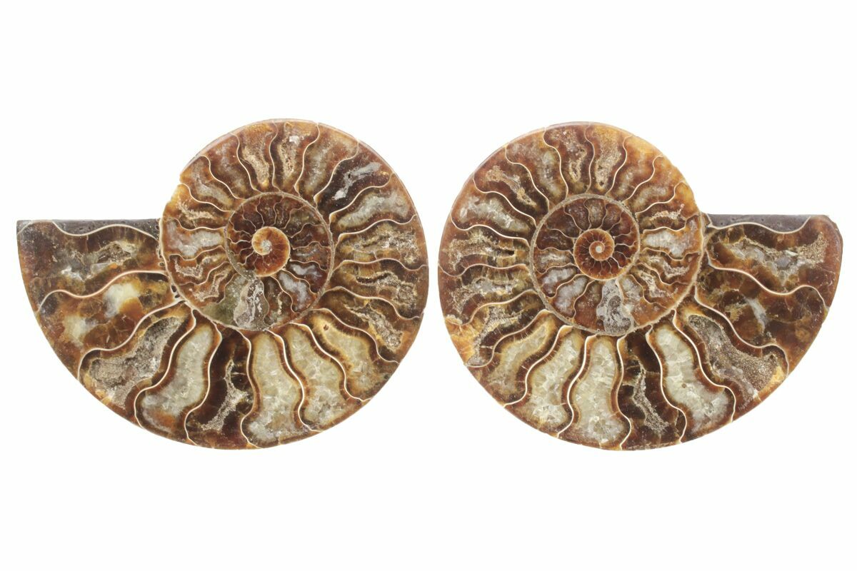 3.9" Cut & Polished, Agatized Ammonite Fossil - Madagascar (#223128 ...