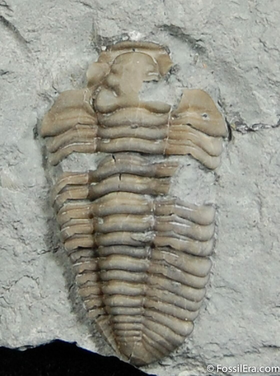 Inch Long Flexicalymene Trilobite Molt (#284) For Sale - FossilEra.com