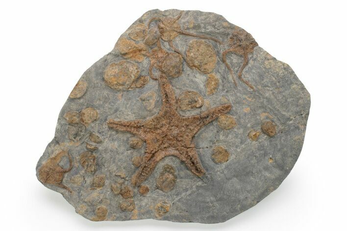 4.6" Exceptionally Preserved Fossil Starfish With Brittle Stars ...