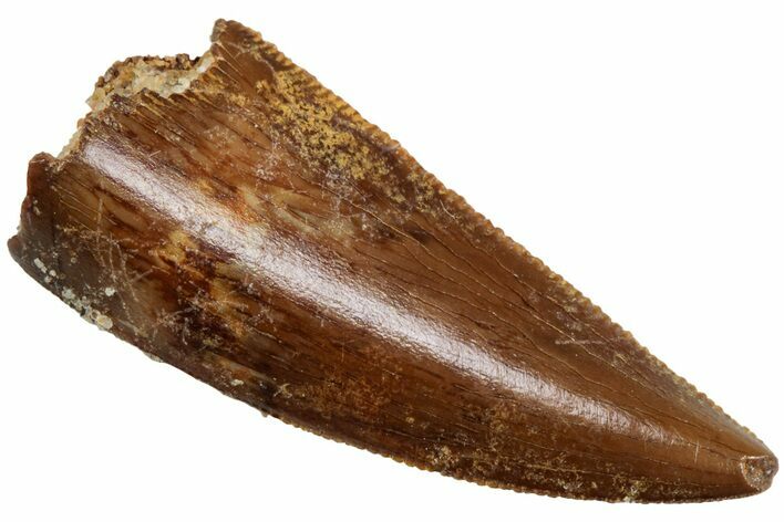 Serrated, .9" Raptor Tooth - Real Dinosaur Tooth (#224148) For Sale ...