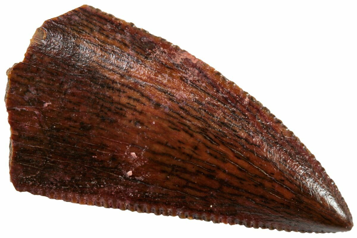Serrated, .81" Raptor Tooth - Real Dinosaur Tooth (#224154) For Sale ...