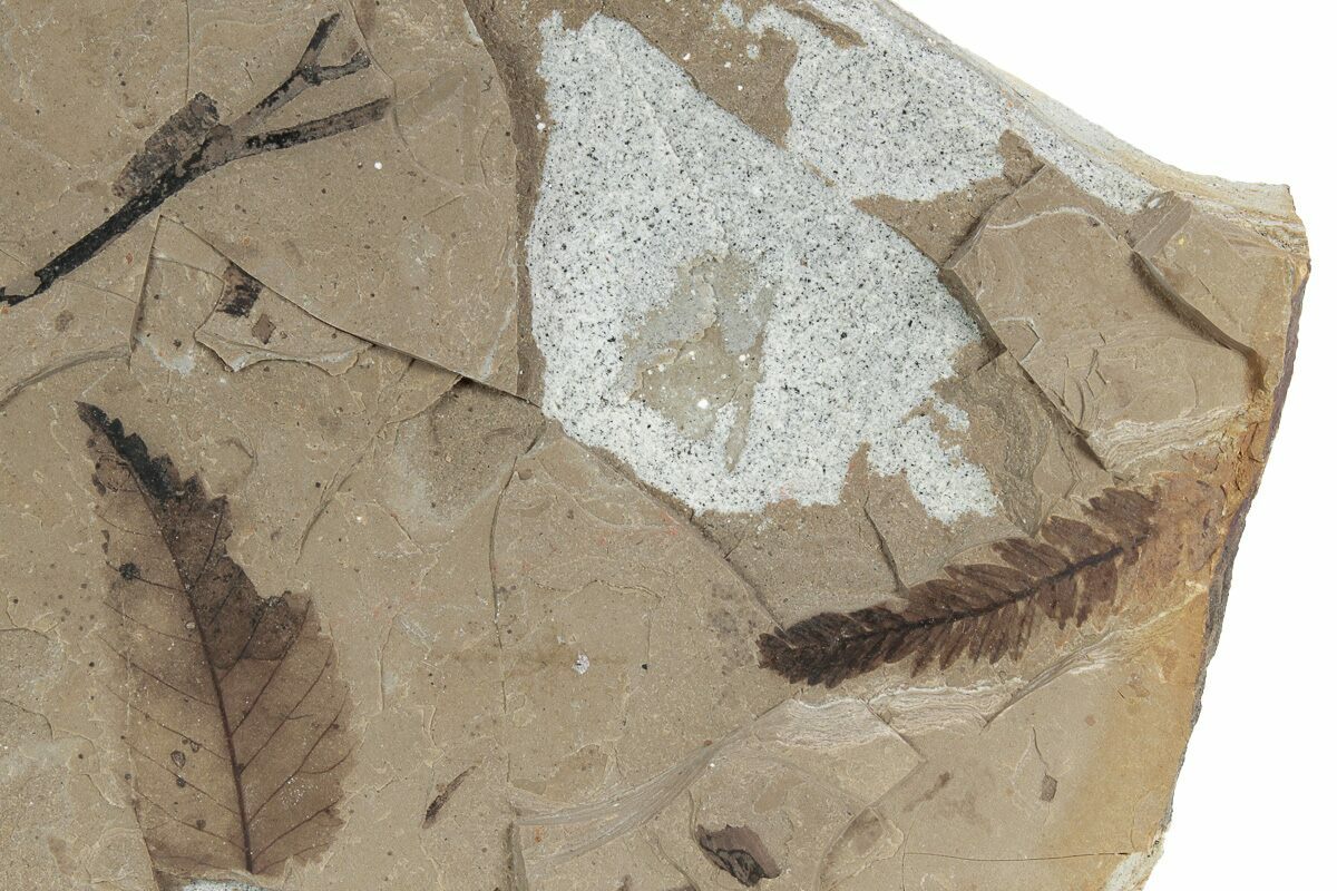 5.6" Fossil Leaf Plate - McAbee, BC (#226037) For Sale - FossilEra.com