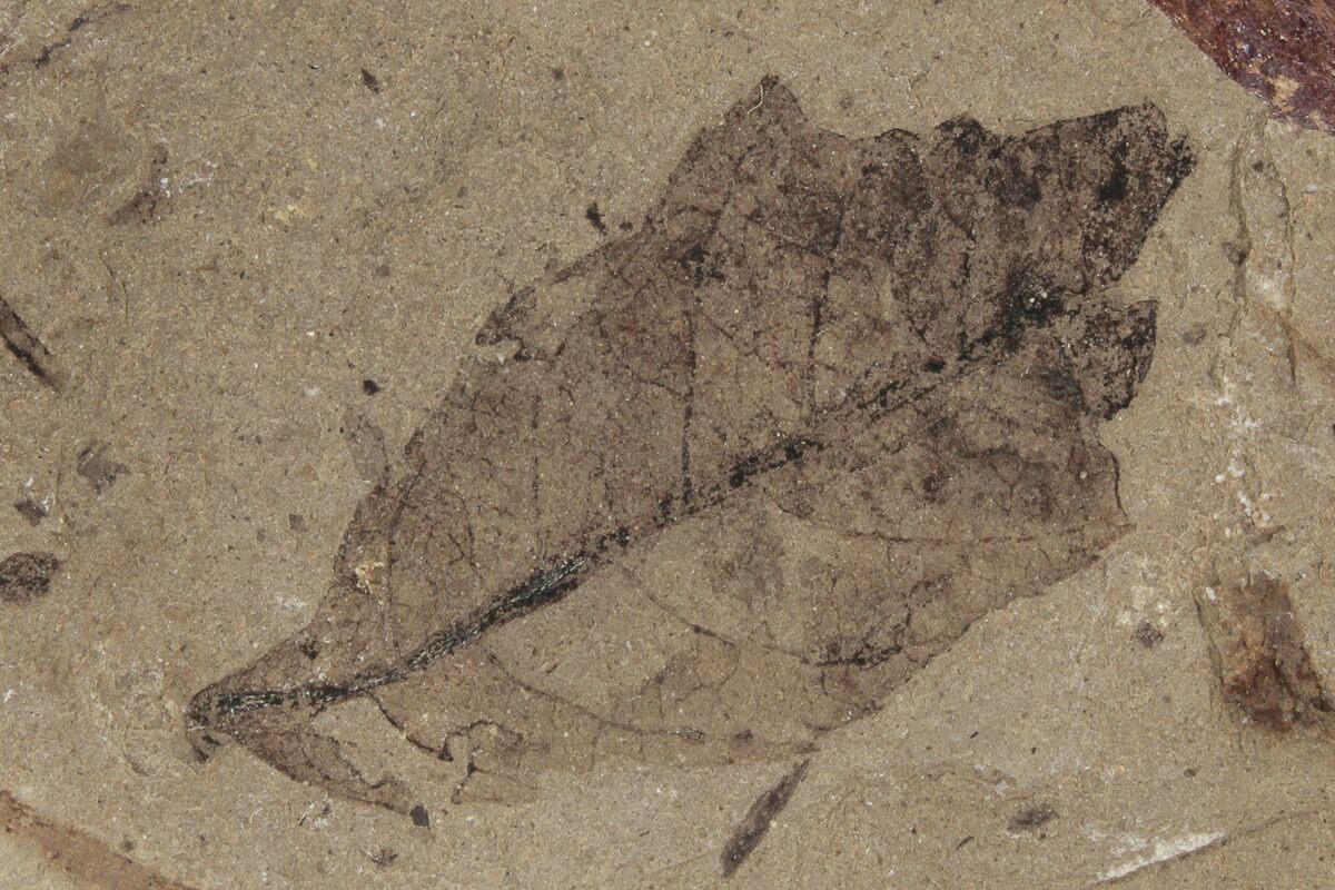 1.3" Fossil Leaf (Fagus) - McAbee, BC (#226046) For Sale - FossilEra.com