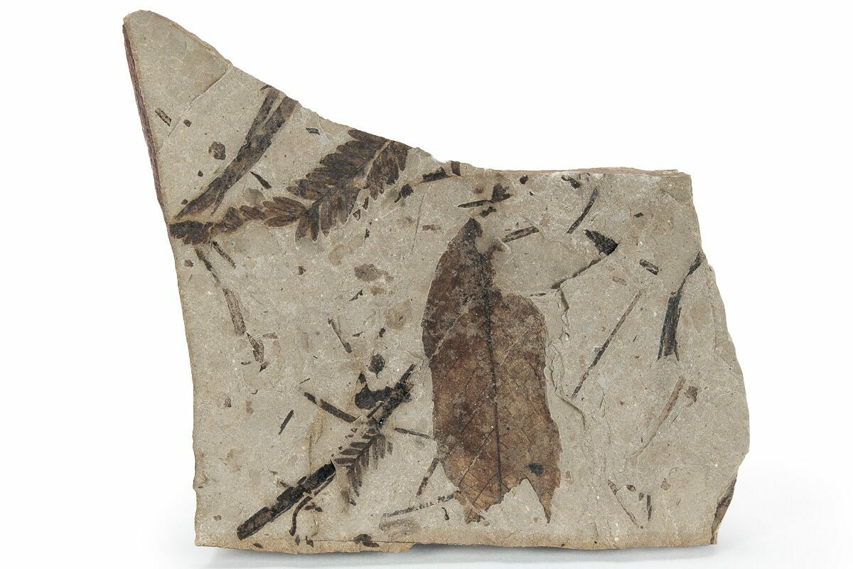 3.8" Fossil Leaf Plate - McAbee, BC (#226151) For Sale - FossilEra.com