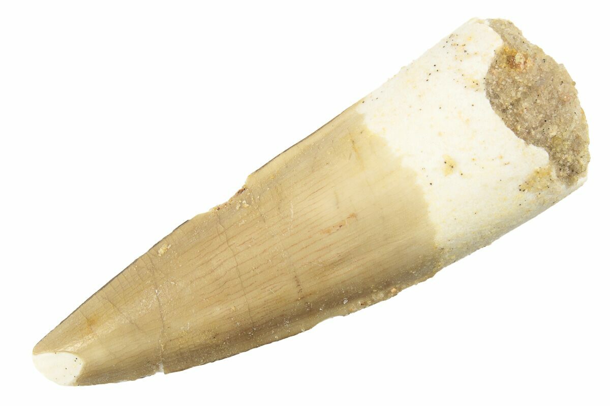 1.6" Fossil Spinosaurus Tooth - Real Dinosaur Tooth (#226293) For Sale ...