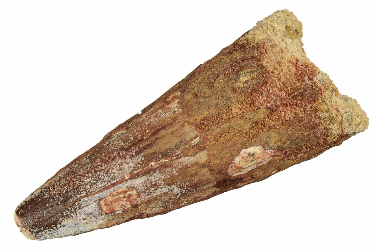 2.47" Fossil Spinosaurus Tooth - Real Dinosaur Tooth (#226314) For Sale ...