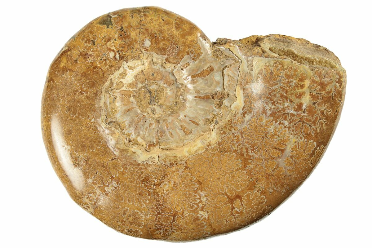 4.4" Jurassic Ammonite (Hemilytoceras) Fossil - Madagascar (#226716 ...