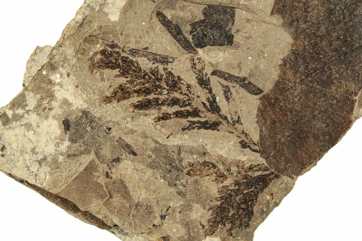 3.95" Fossil Leaf Plate - McAbee, BC (#226138) For Sale - FossilEra.com