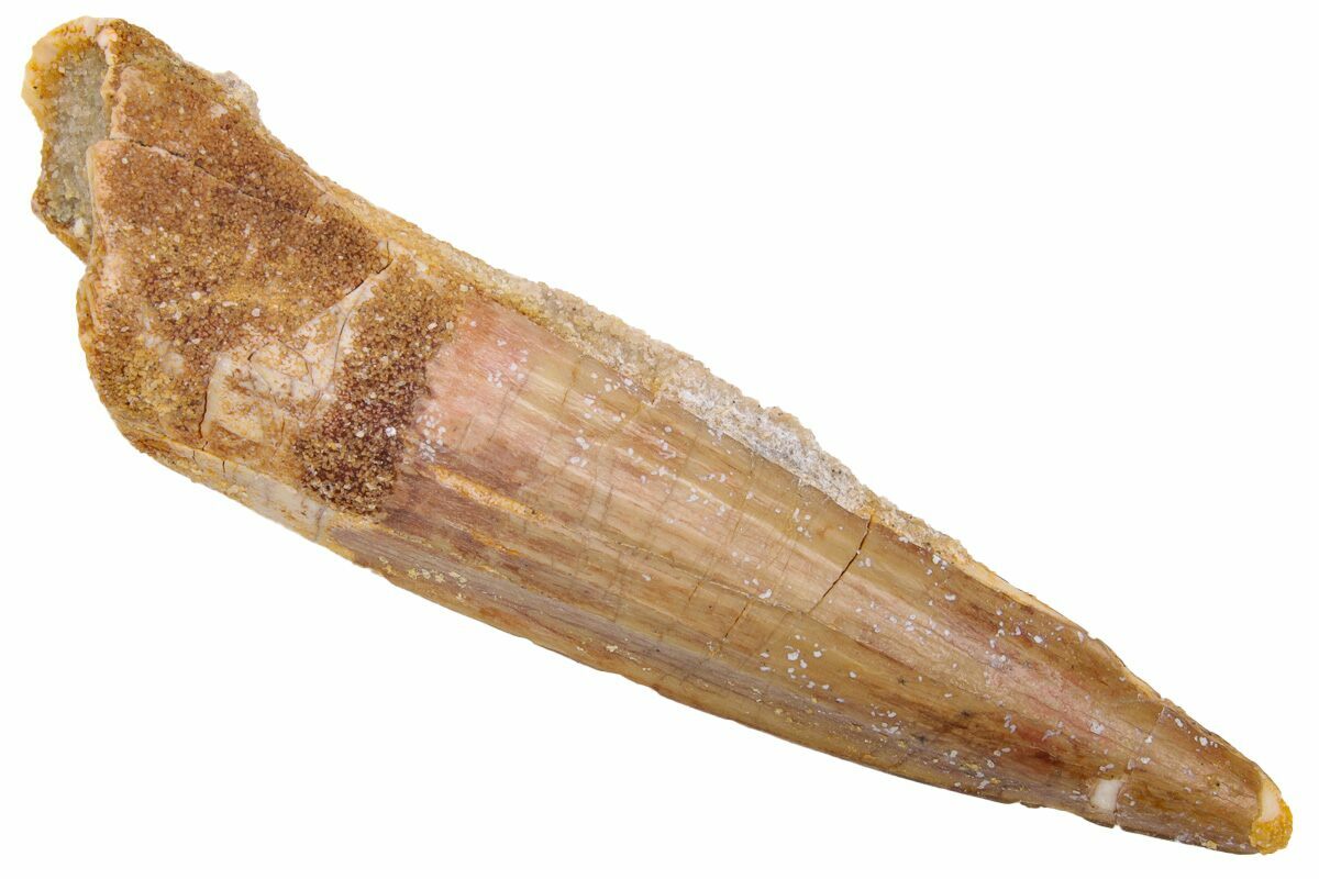 2.1" Fossil Spinosaurus Tooth - Real Dinosaur Tooth (#226397) For Sale ...