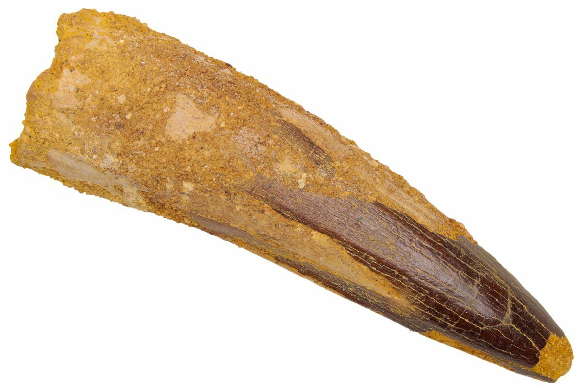 2.6" Fossil Spinosaurus Tooth - Real Dinosaur Tooth (#226414) For Sale ...