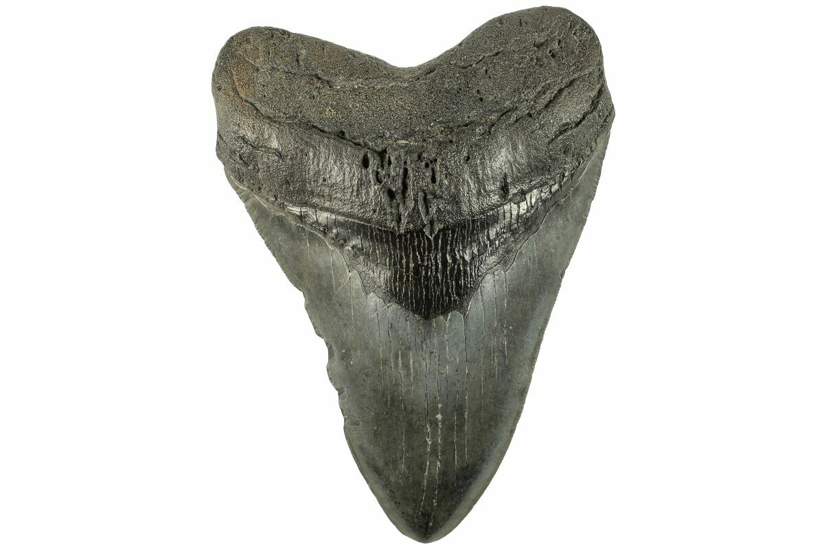 Serrated, 5.21" Fossil Megalodon Tooth - South Carolina (#226451) For ...