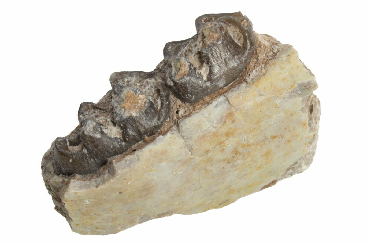 1.3" Fossil Horse (Mesohippus) Jaw Section - South Dakota (#223388) For ...