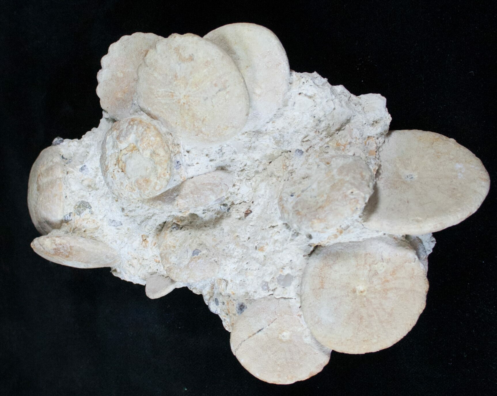 Fossil Sand Dollar (Heliophora) Plate - Boujdour, Morocco (#13844) For ...