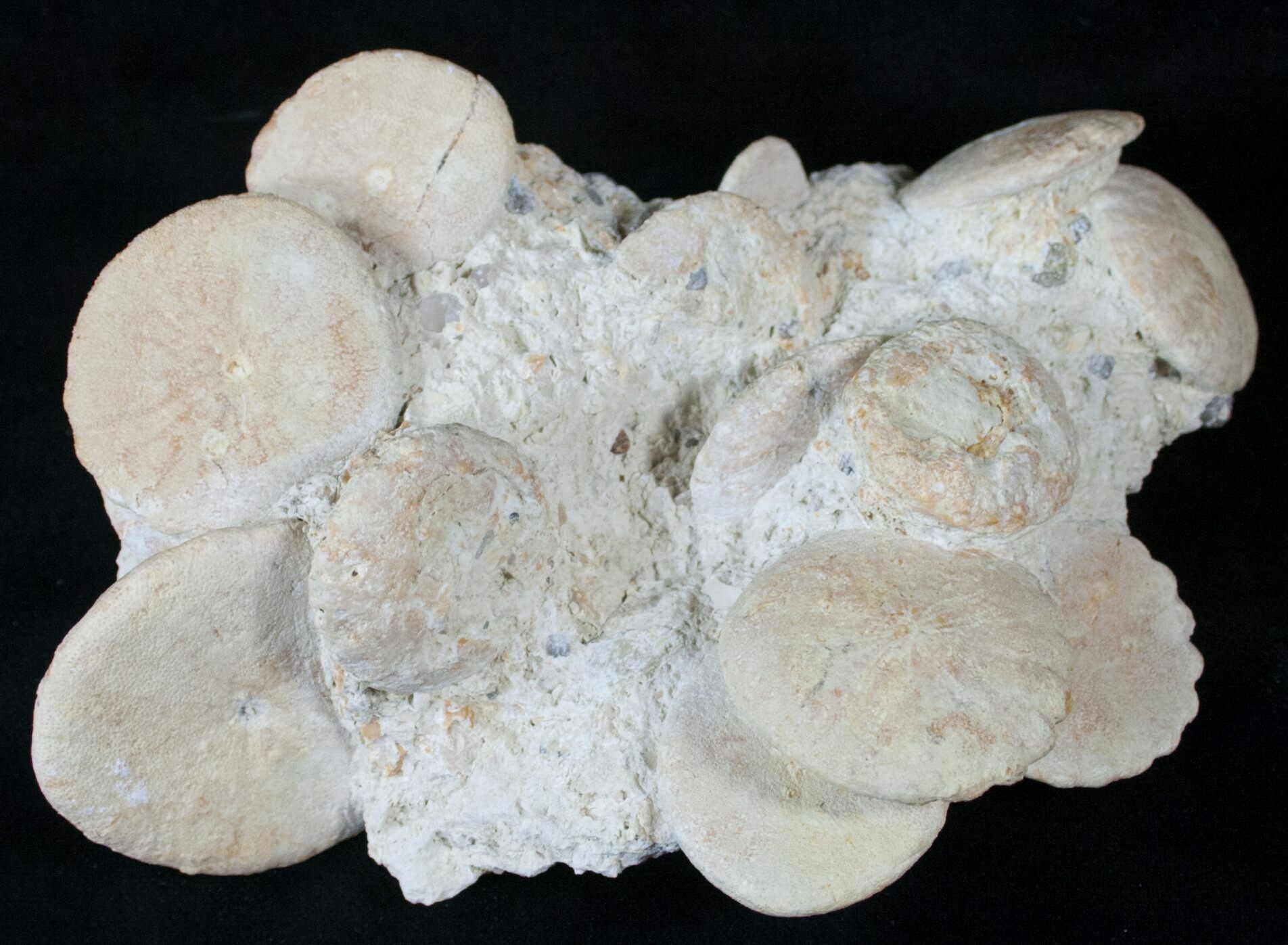 Fossil Sand Dollar (Heliophora) Plate - Boujdour, Morocco (#13844) For ...