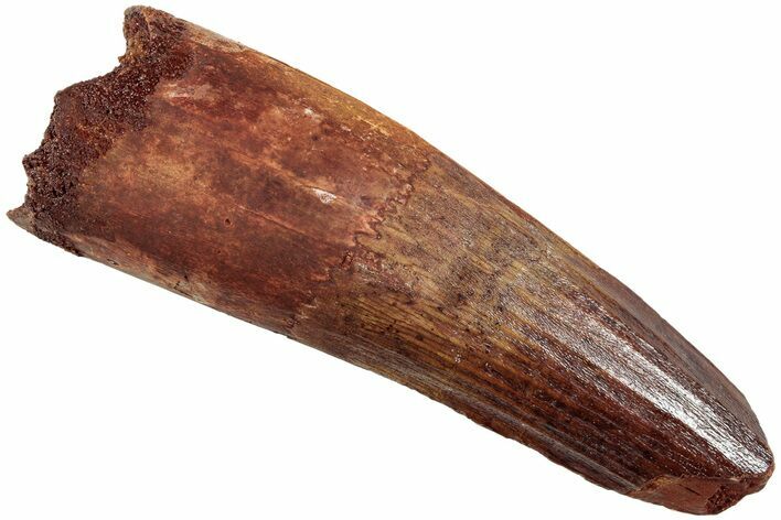 3.62" Fossil Spinosaurus Tooth - Big Fat Dinosaur Tooth (#227248) For ...
