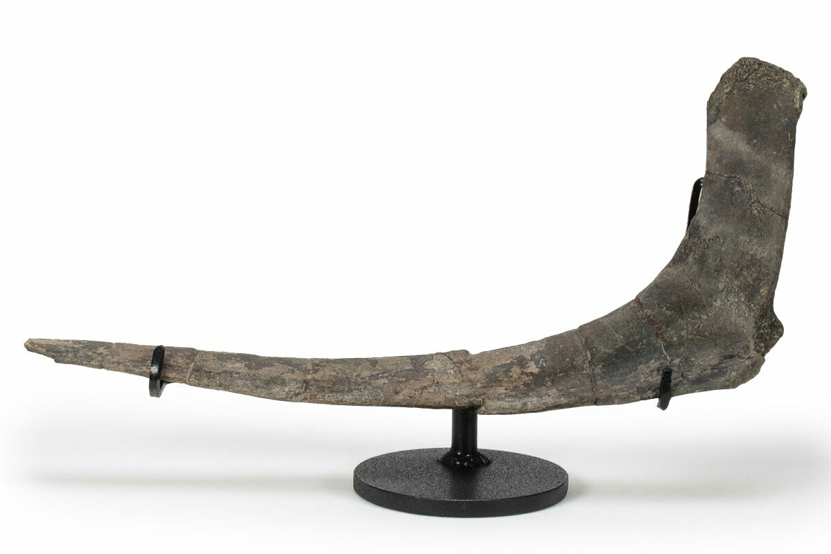 10.6" Hadrosaur (Hypacrosaur) Partial Rib with Metal Stand - Montana ...