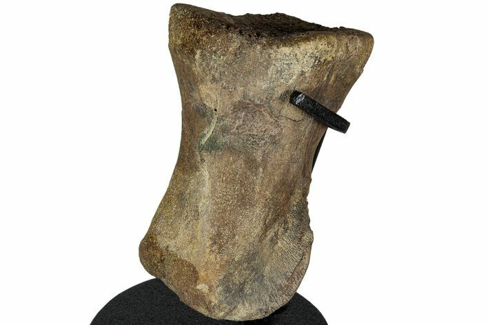 2.95" Juvenile Hadrosaur (Brachylophosaurus?) Metatarsal - Montana ...