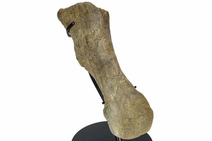 9" Hadrosaur (Edmontosaurus) Metatarsal w/ Metal Stand - Wyoming ...